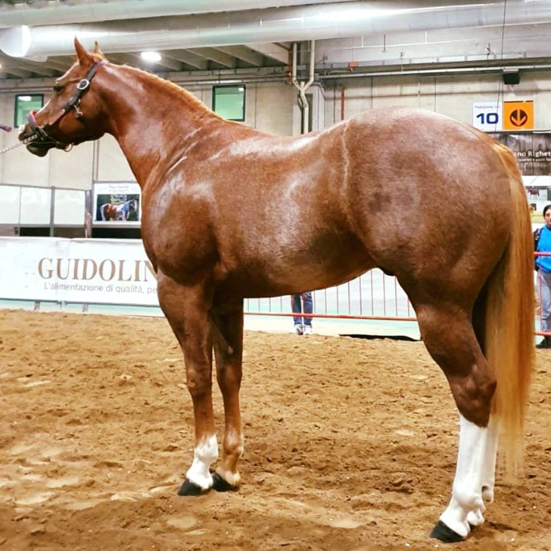 Halter Paint Horse Stallion at Stud • SIMPLY EVERYTHING (2015) • Sold ...