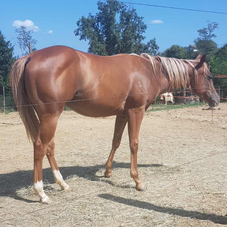 GD STYLISH TEQUILA • Solid Palomino Paint Horse Halter Filly (2020 ...