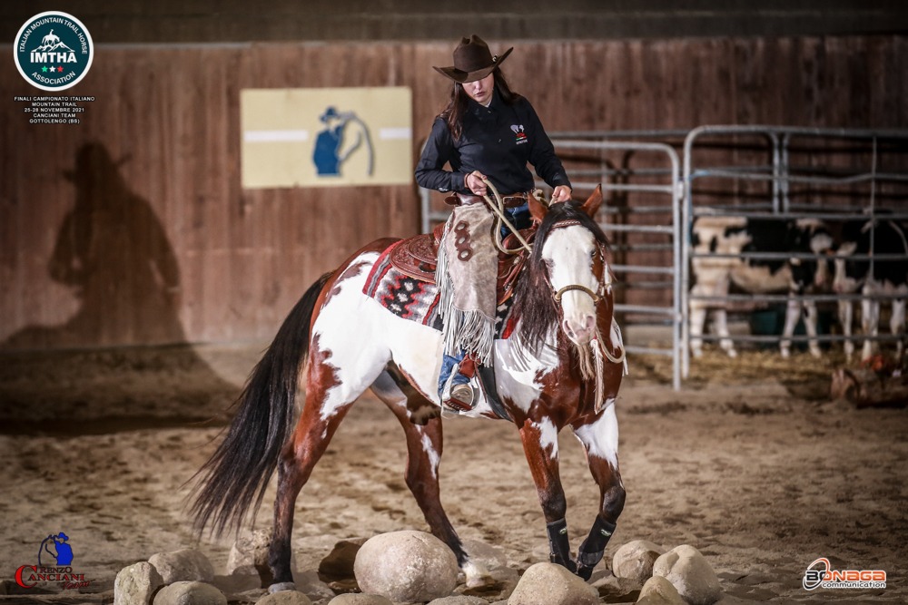#474 🏔️ COOL SILVER PIMA AKA OREGON (2018) • BAY OVERO PAINT HORSE ...
