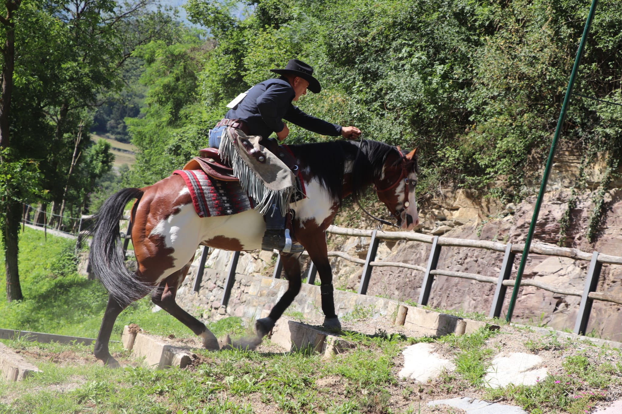 #474 🏔️ COOL SILVER PIMA AKA OREGON (2018) • BAY OVERO PAINT HORSE ...