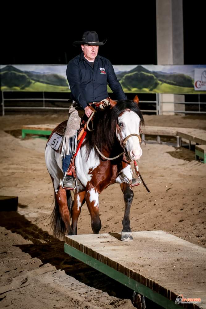 #474 🏔️ COOL SILVER PIMA AKA OREGON (2018) • BAY OVERO PAINT HORSE ...