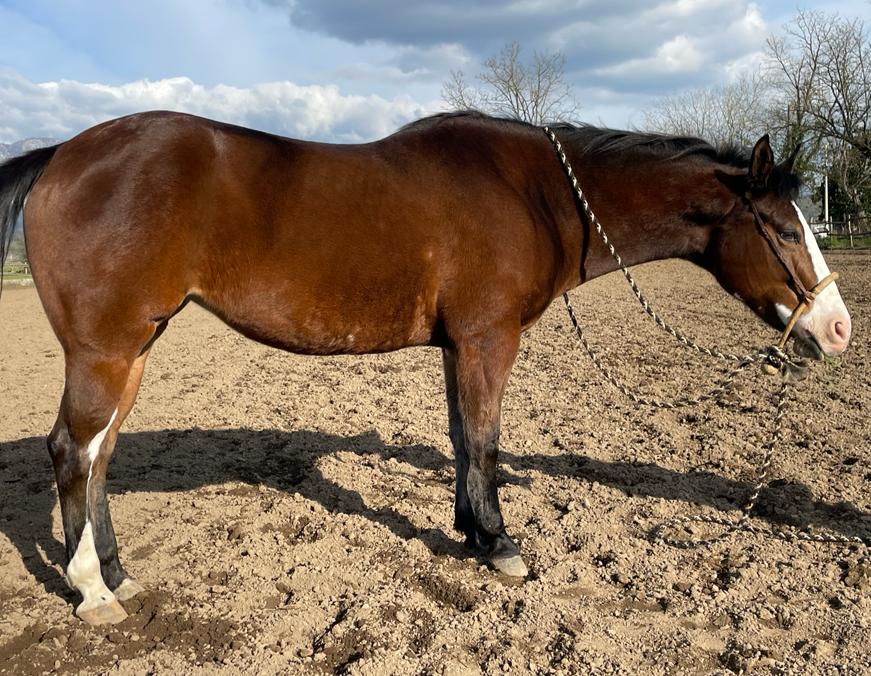 RH BILEL VANILLY 🦏 (2012) • Bay Overo APHA Reining Mare ...