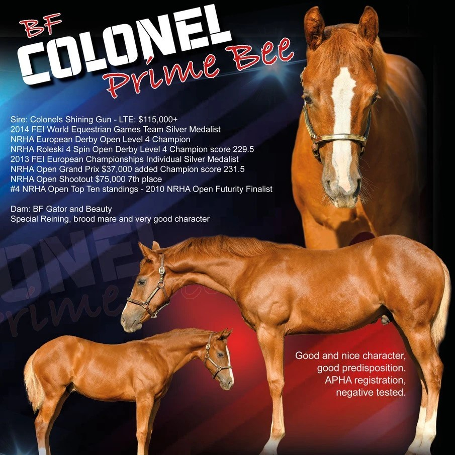 stallone paint in vendita