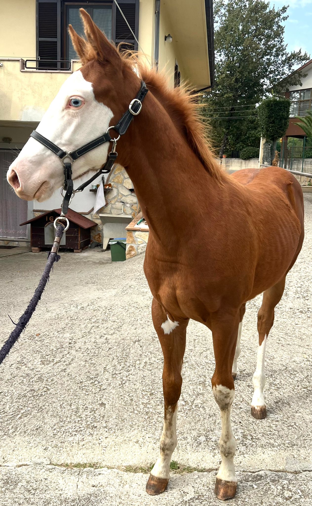 #581 🌩 ZEUS GUNNER KID (2023) • Reining Sorrel Overo Blue-eyed Paint ...