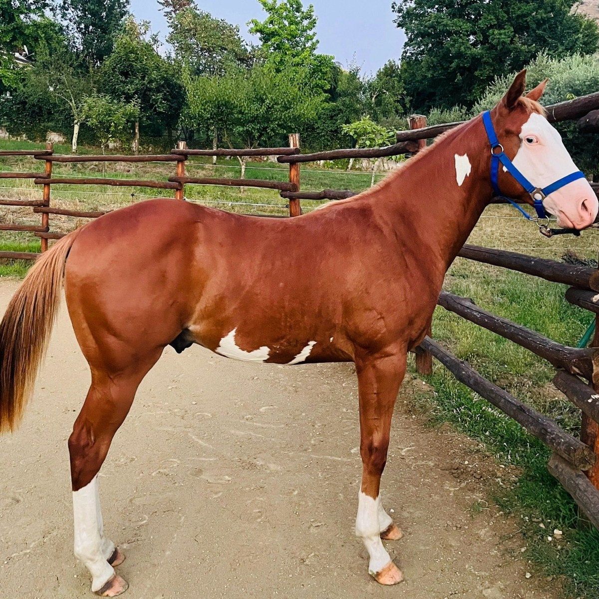 #581 🌩 ZEUS GUNNER KID (2023) • Reining Sorrel Overo Blue-eyed Paint ...