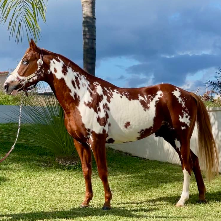 #686 💎 ESPECIAL TOO DIAMOND (2020) Reining Sorrel Overo Paint Horse ...