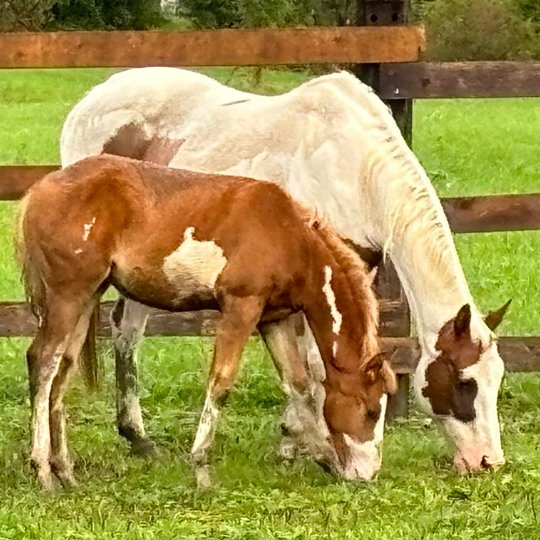 #685 🦙 LYNX BONITA (2007) • Performance Sorrel Tobiano/Overo Paint ...