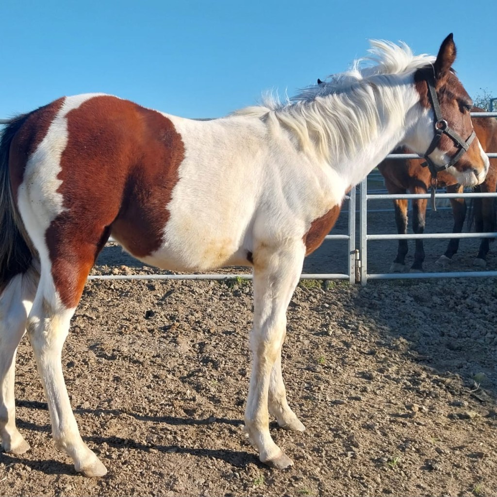 #692 🎪 AM DOCONITA GREAT (2024) • Sorrel Tovero Paint Horse Colt • For ...