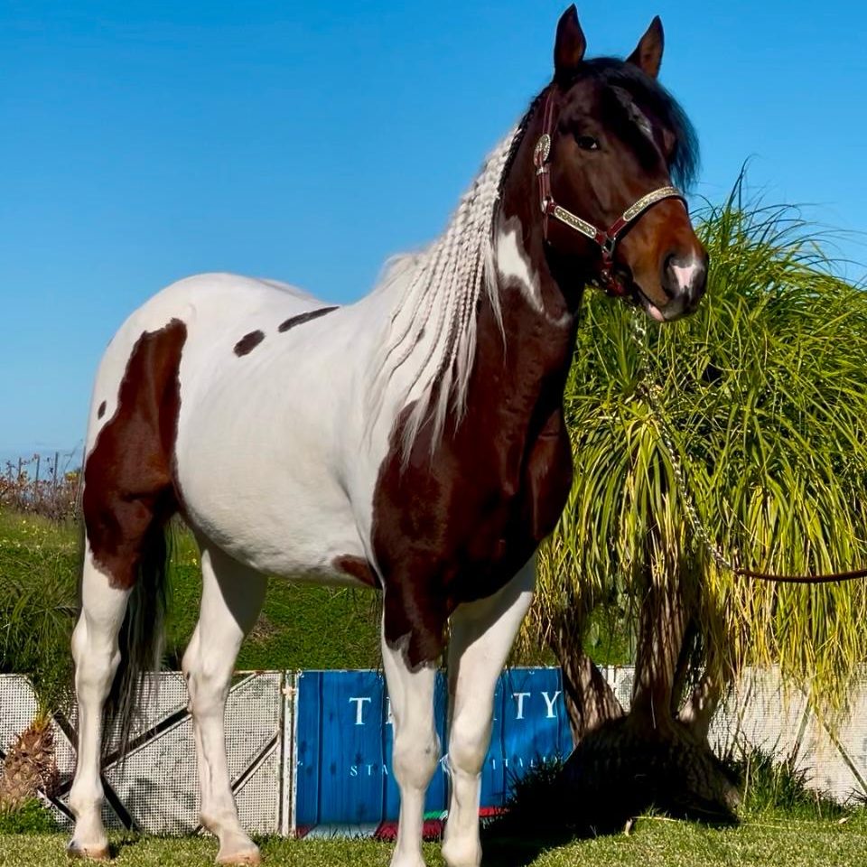 #704 🏜️ AD DELTA TRACE (2020) Cutting Bay Tobiano Paint Horse Stallion AT STUD … IN RIPRODUZIONE ...