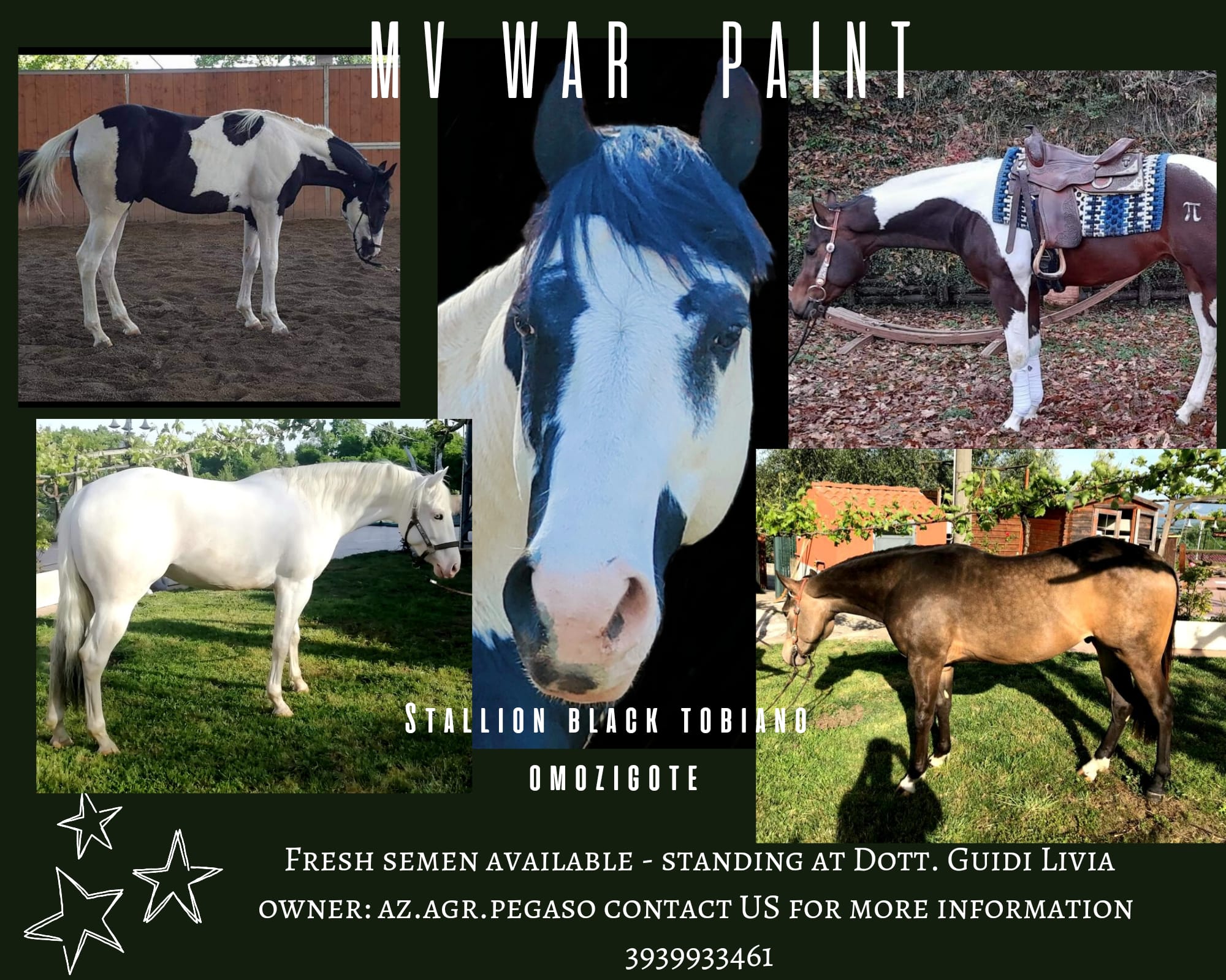#785 ☮ MV WAR PAINT (2007) Black Tobiano Homozigous Reining Paint Horse ...